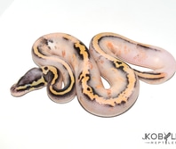 Killer Gravel Or YB Pied Ball Python by KINOVA - MorphMarket
