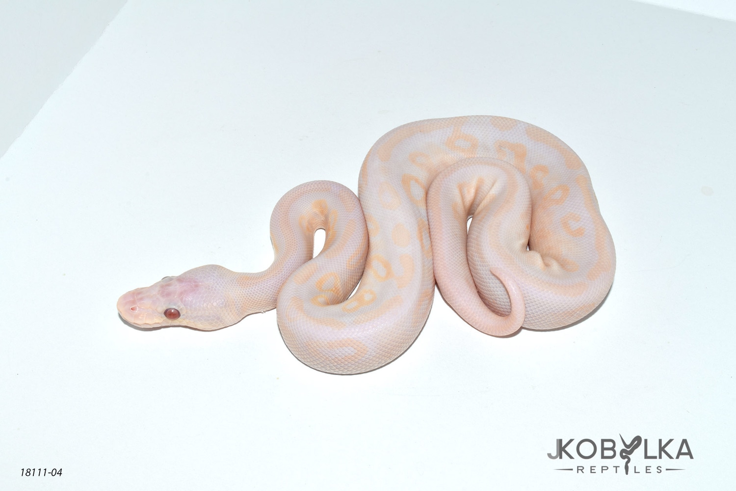 Pewter Lavender Het Pied (Het Dreamsicle) Ball Python by KINOVA ...