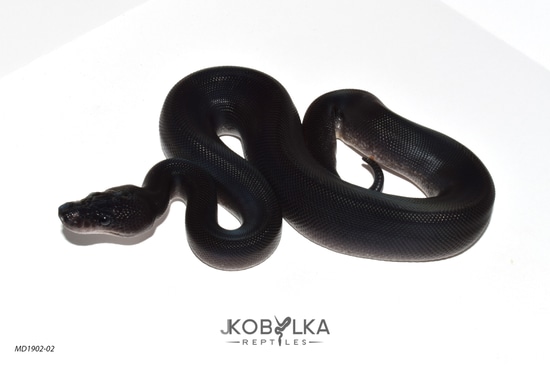 Cinnamon Suma (Super Mahogany) Ball Python by KINOVA