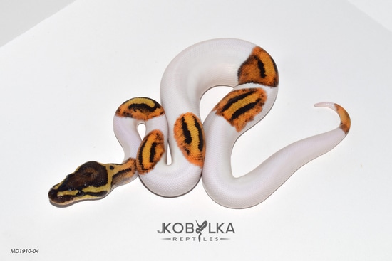 Fire Pied Ball Python by KINOVA