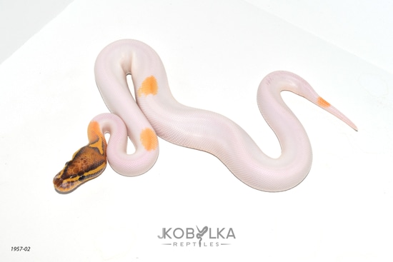 OD Highway Pied Ball Python by KINOVA