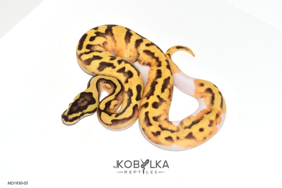 Firefly Enchi Pied Ball Python by KINOVA
