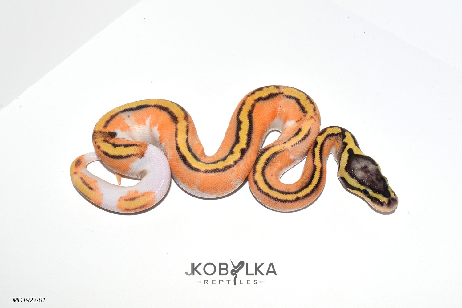 Killer Enchi YB Pied (Paradox) Ball Python by KINOVA - MorphMarket