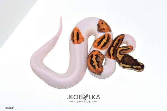 Fire Pied Ball Python by KINOVA