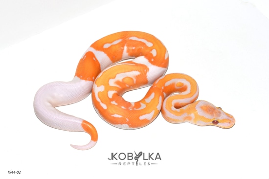 Dreamsicle Ball Python by KINOVA
