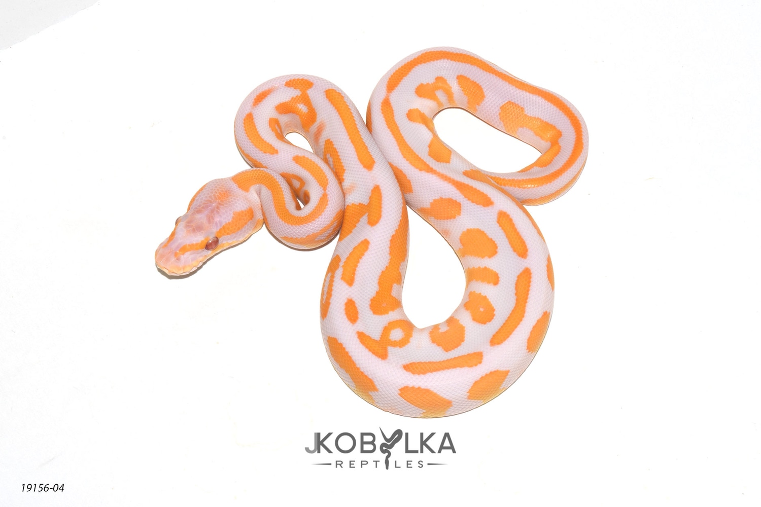 Leopard Blackhead Lavender 50% Het Pied Ball Python by KINOVA - MorphMarket