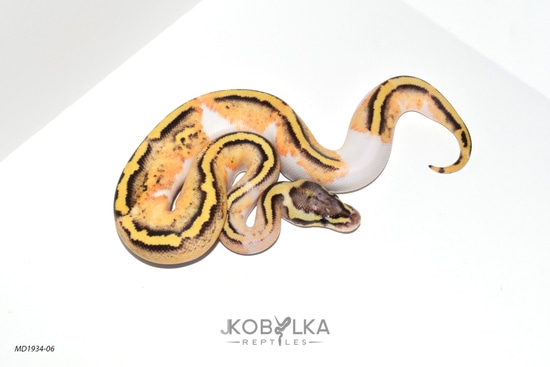 Firefly Pied Ball Python by KINOVA