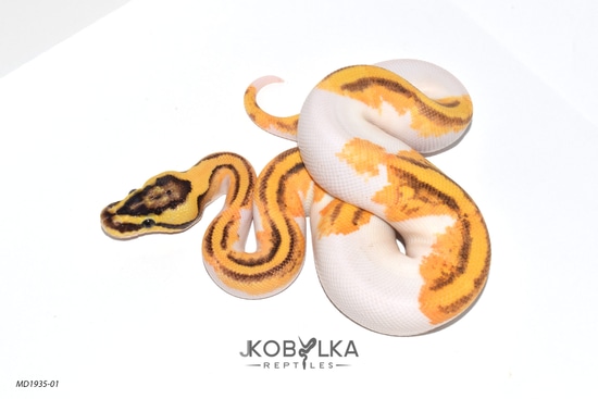 Firefly YB Enchi Pied Ball Python by KINOVA