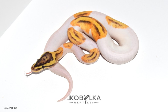 Firefly Enchi Pied Ball Python by KINOVA