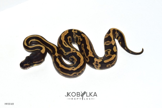 Mojave GHI Confusion 50% Het Clown Ball Python by KINOVA