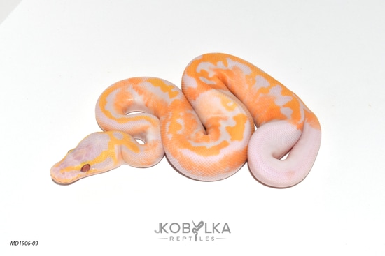 Pastel Dreamsicle Ball Python by KINOVA