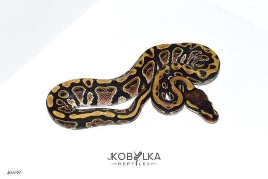 Cypress Het Monarch Ball Python by KINOVA
