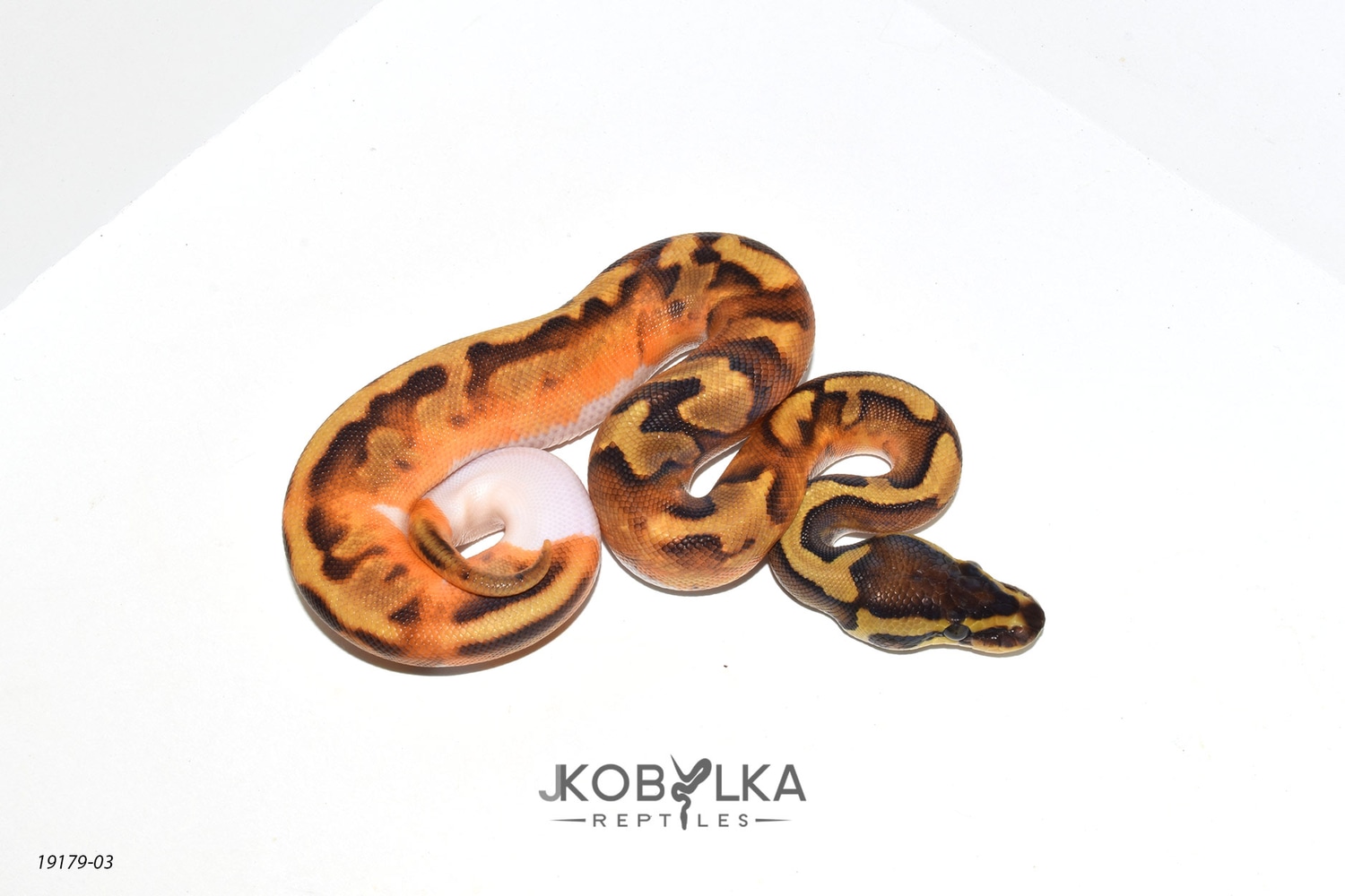Enchi Pied Het Lavender Ball Python by KINOVA - MorphMarket