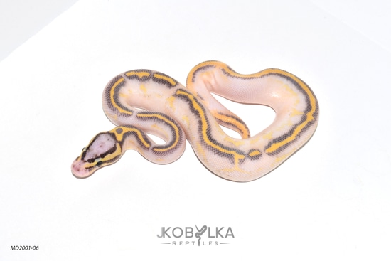 Pastel OD Highway Het Pied Ball Python by KINOVA