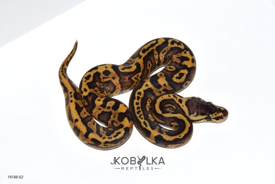 Pastel YB GHI Redstripe Confusion 50% Het Clown Ball Python by KINOVA