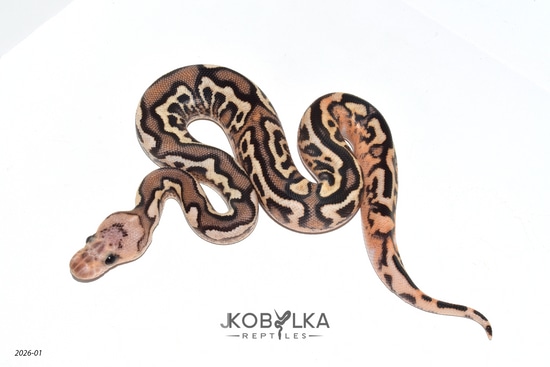 OD YB Fire Cinnamon Spotnose Clown Ball Python by KINOVA
