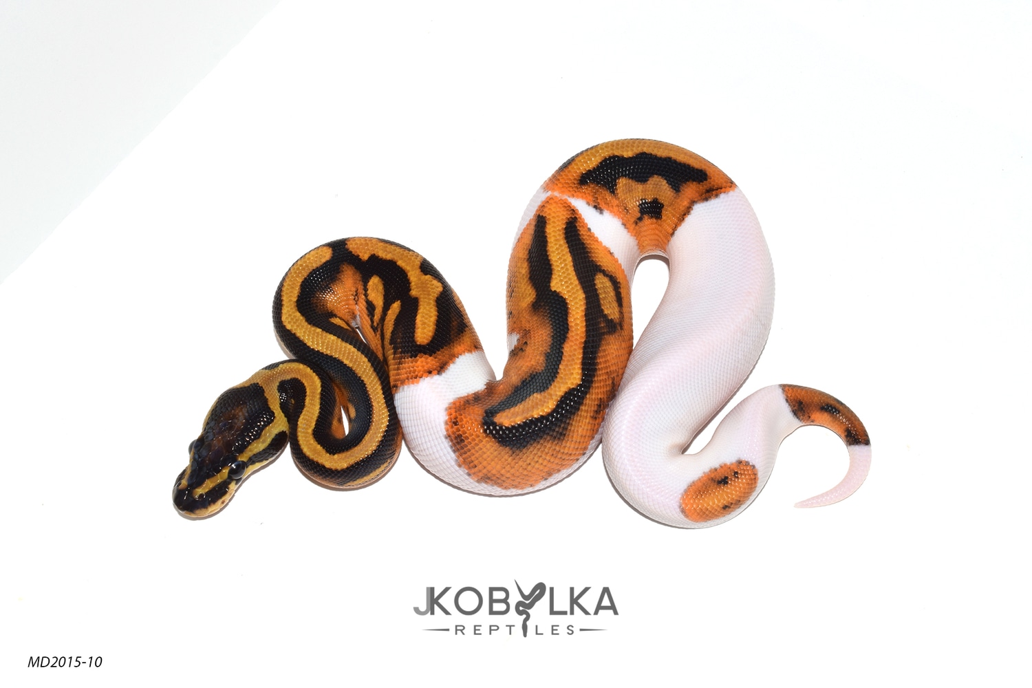 Pied Het Lavender Ball Python by KINOVA - MorphMarket