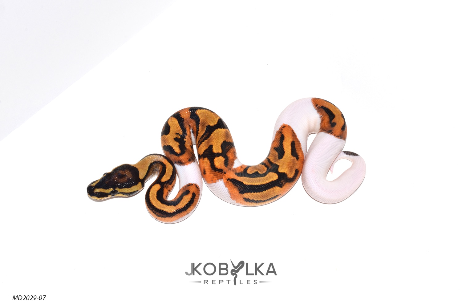 Pied Ball Python by KINOVA - MorphMarket