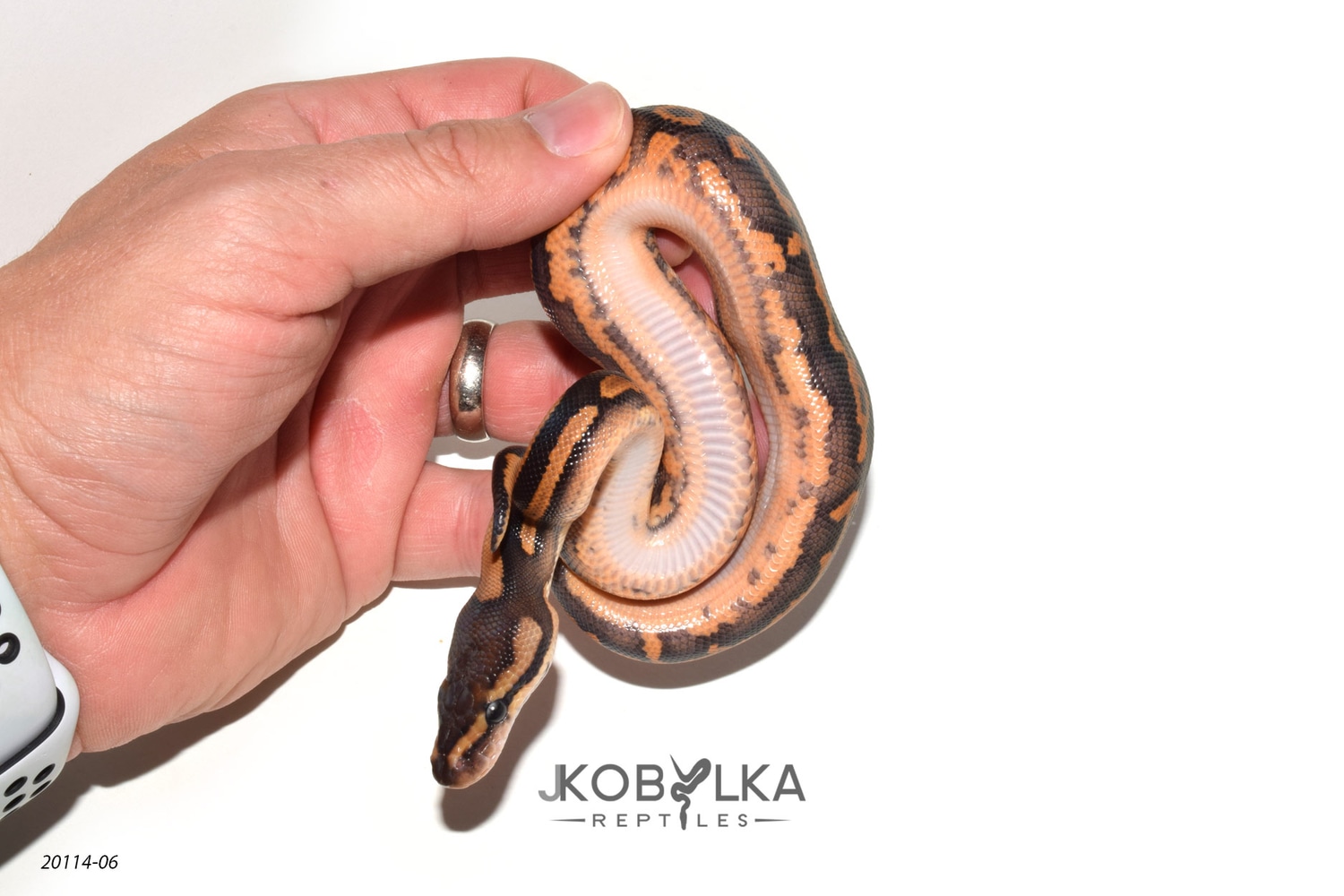 Black Pastel Leopard YB Dbl Het Hypo Desert Ghost 50% Het Clown Ball ...