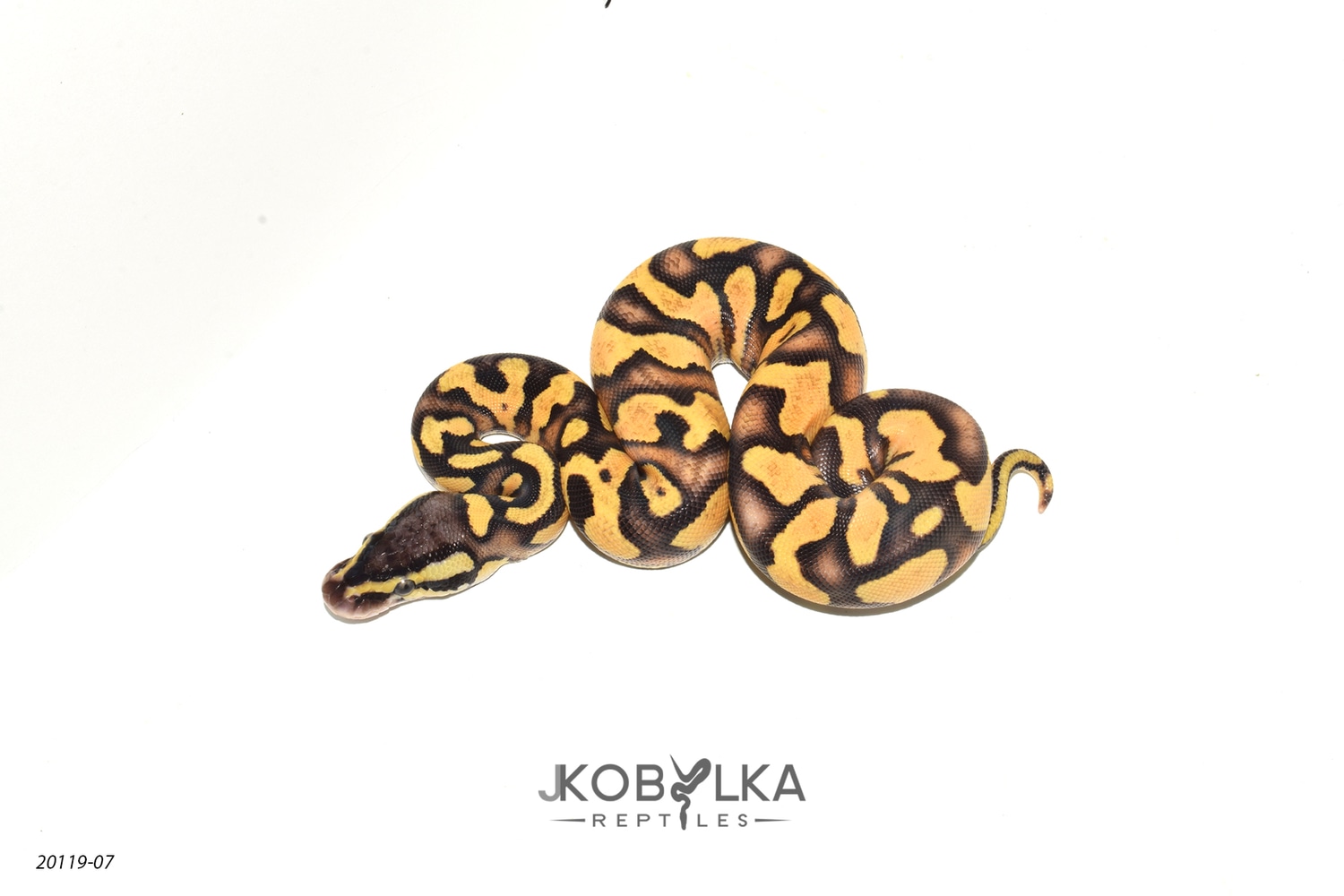 Pastel Enchi YB Het Pied Ball Python by KINOVA - MorphMarket
