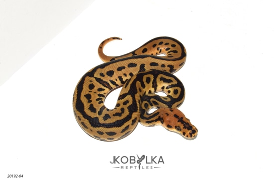 YB Batman Ball Python by KINOVA