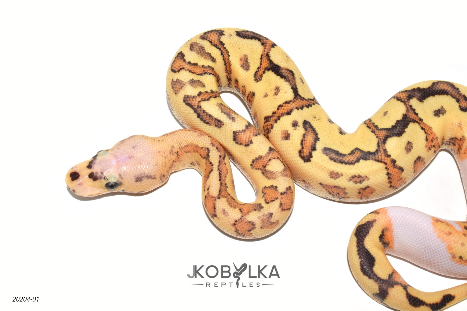 Spotnose Vanilla Cream Clown Ball Python by KINOVA - MorphMarket