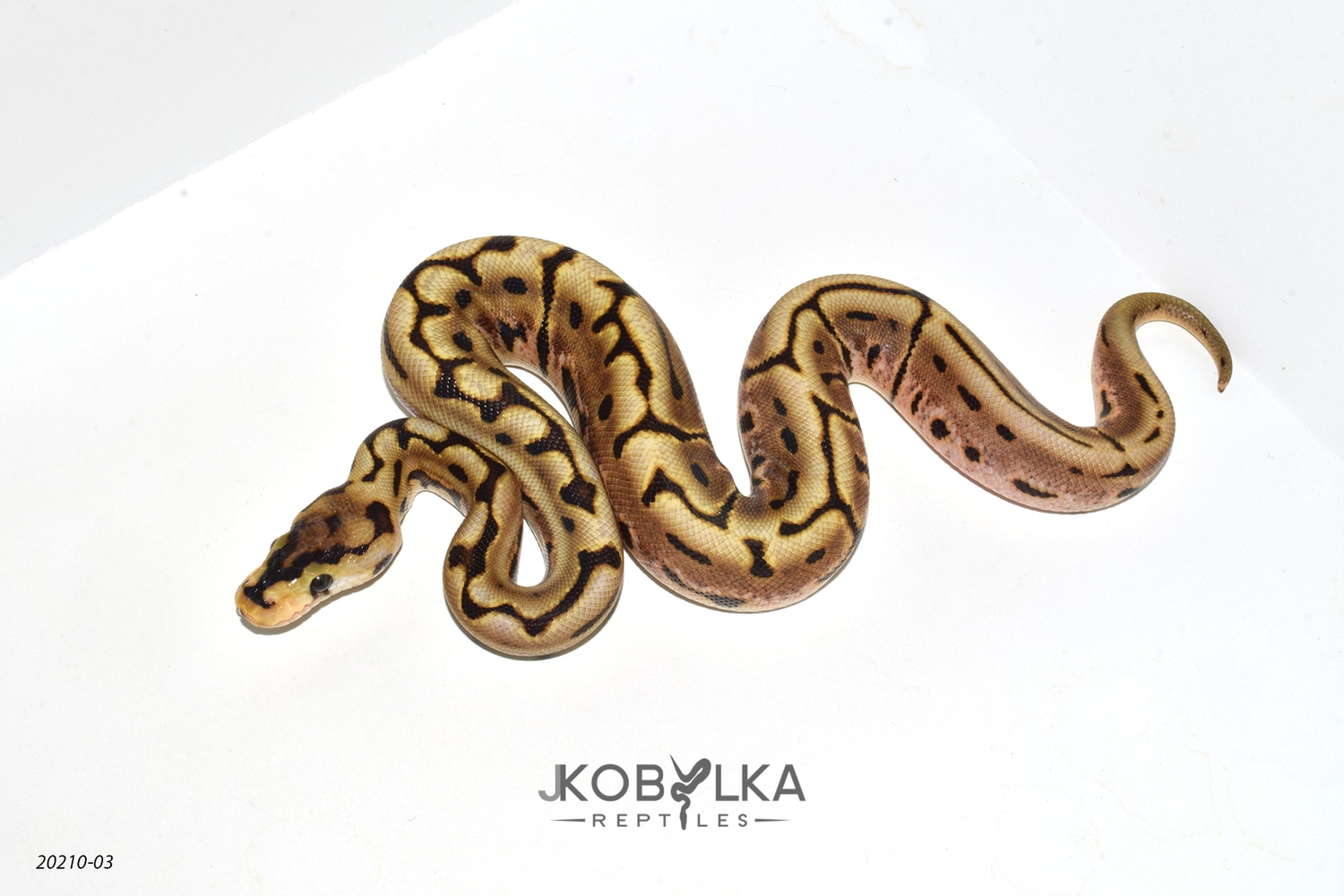 Spider Puzzle Ball Python by KINOVA - MorphMarket