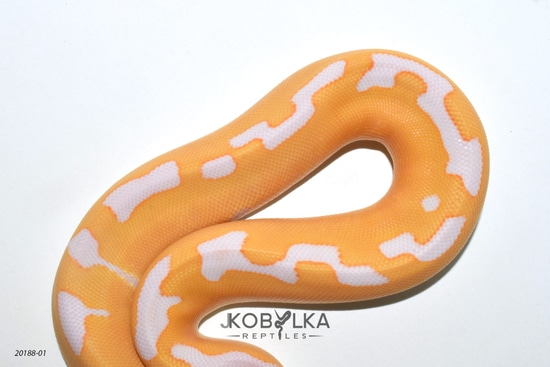 Blade Grail 66% Het Pied Ball Python by KINOVA