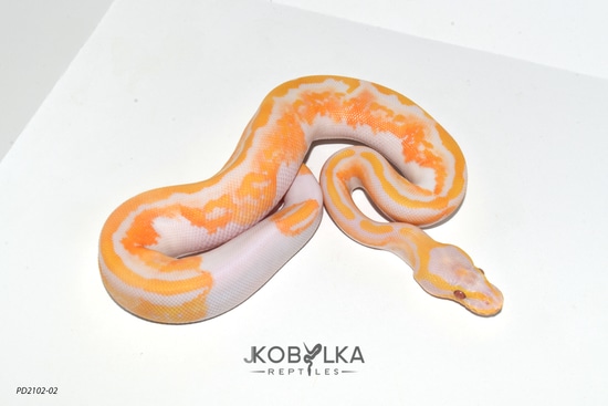 Pastel Dreamsicle Ball Python by KINOVA