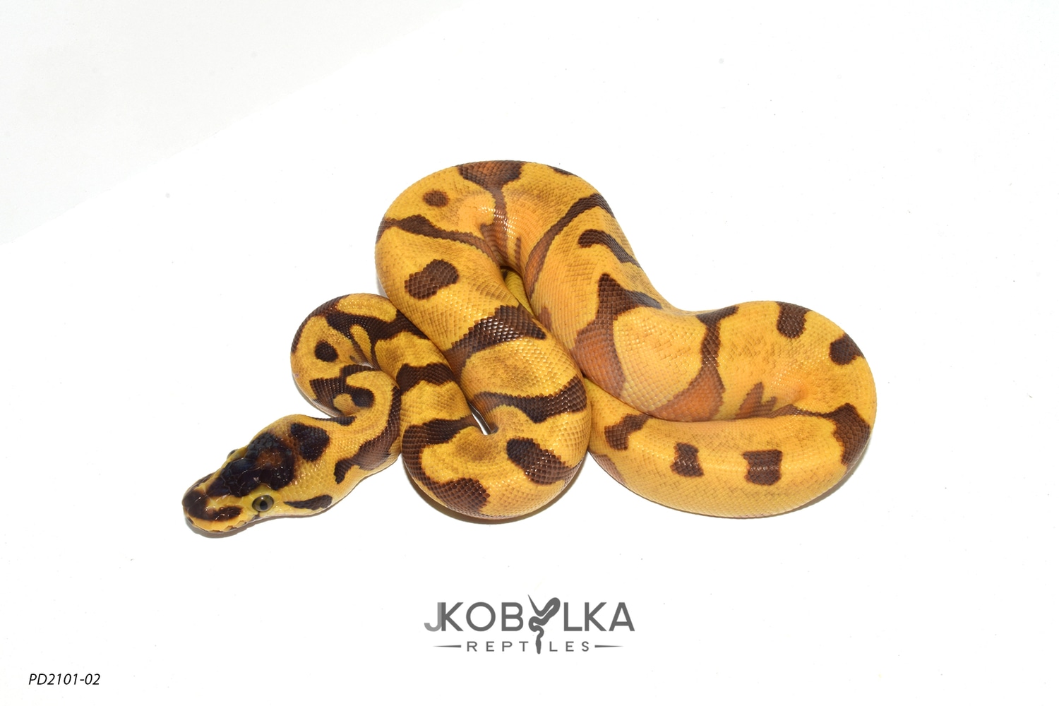 Orange Dream Yellowbelly Super Enchi Het Pied Ball Python by KINOVA ...