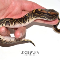 Enchi Redstripe Champagne Clown Ball Python by KINOVA - MorphMarket