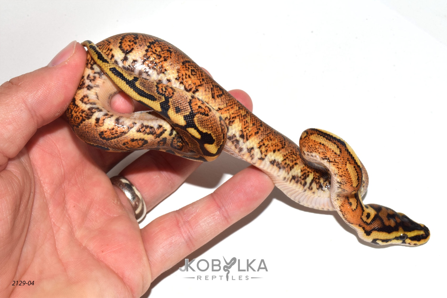 Super Redstripe Spotnose YB Het Clown Ball Python by KINOVA - MorphMarket