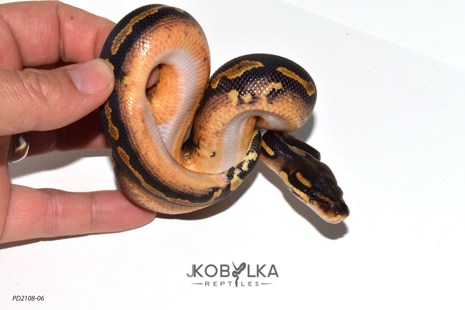 Blackhead Yellowbelly Het Pied Ball Python by KINOVA - MorphMarket