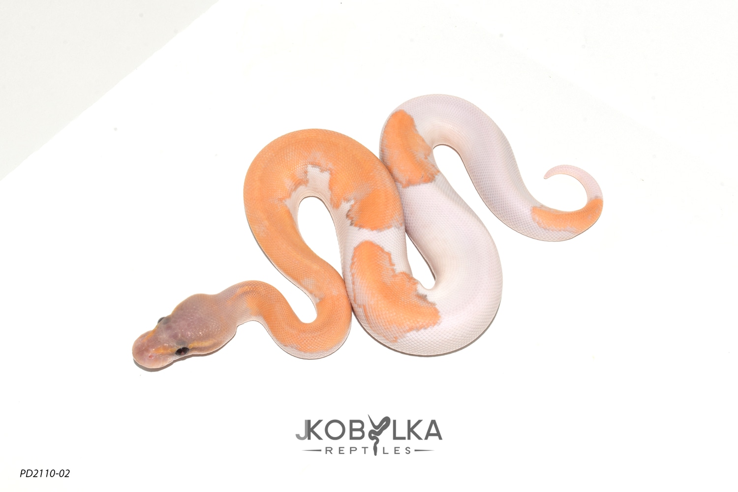 Blackhead Mojave Coral Glow Pied Ball Python by KINOVA - MorphMarket