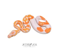 Orange Dream Dreamsicle Ball Python by KINOVA - MorphMarket