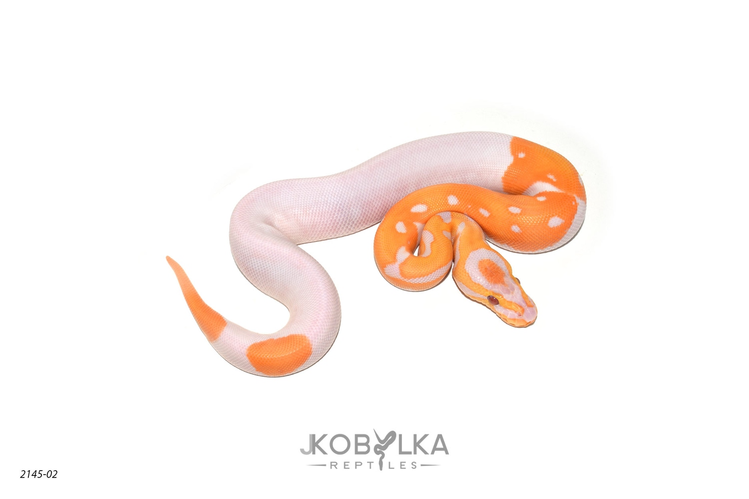 Orange Dream Dreamsicle Ball Python by KINOVA - MorphMarket