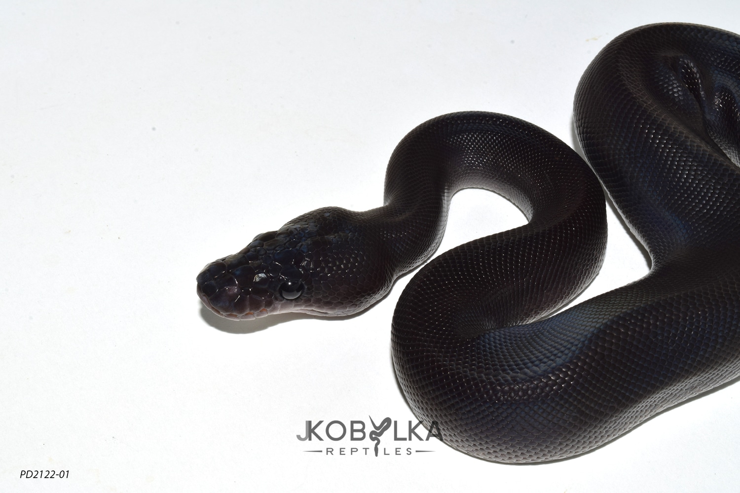 Cinnamon Suma Ball Python by KINOVA - MorphMarket