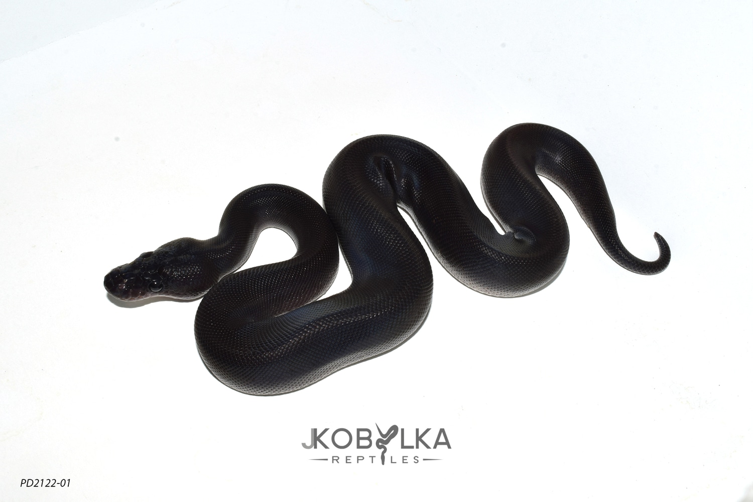 Cinnamon Suma Ball Python by KINOVA - MorphMarket