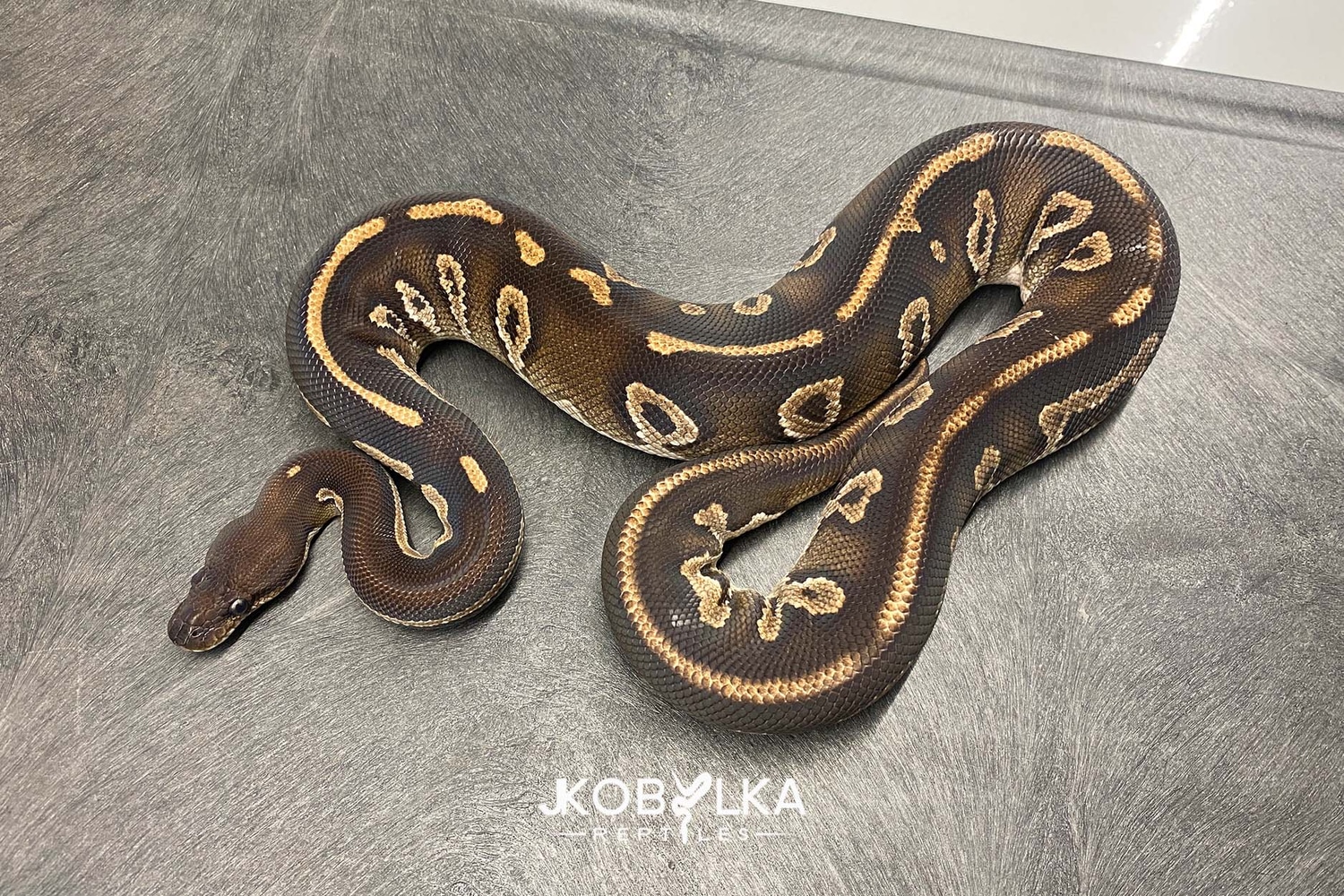 Leopard Blackhead Mojave Het Ultramel Ball Python by KINOVA - MorphMarket