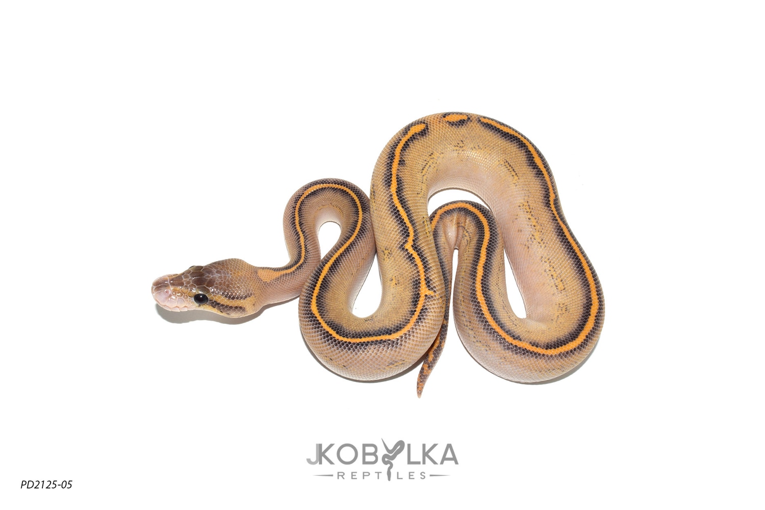 Black Pastel Highway Het Pied Ball Python by KINOVA - MorphMarket