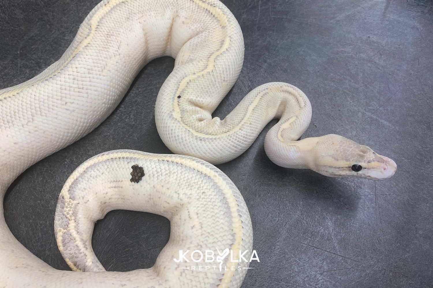 Black Pastel Redstripe Highway Het Clown Ball Python by KINOVA ...