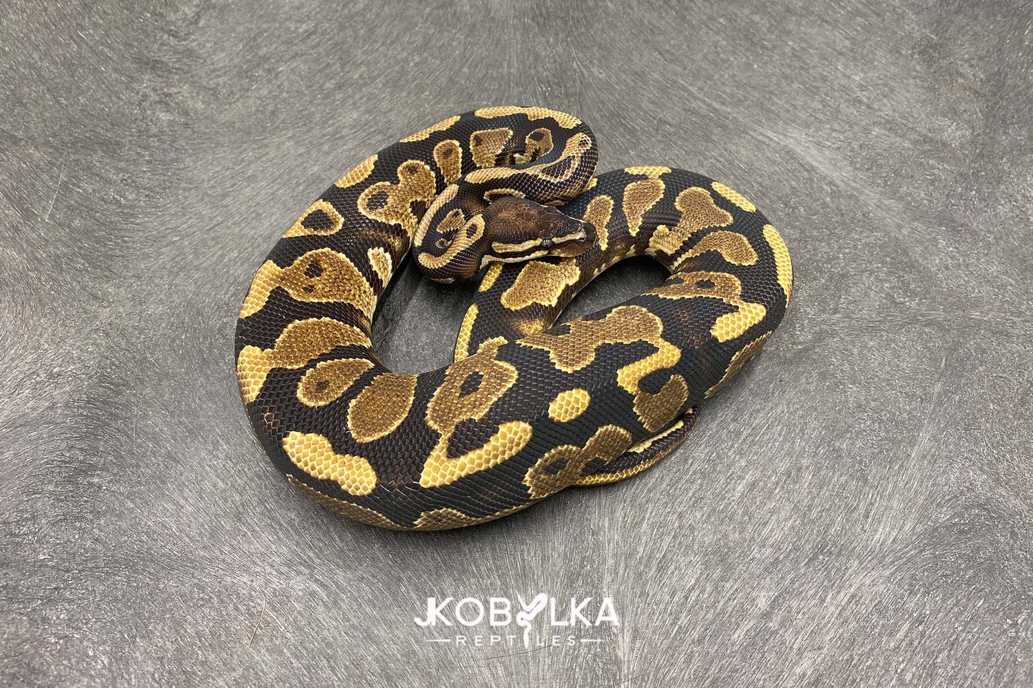 YB Dbl Het Monarch Pied Ball Python by KINOVA - MorphMarket