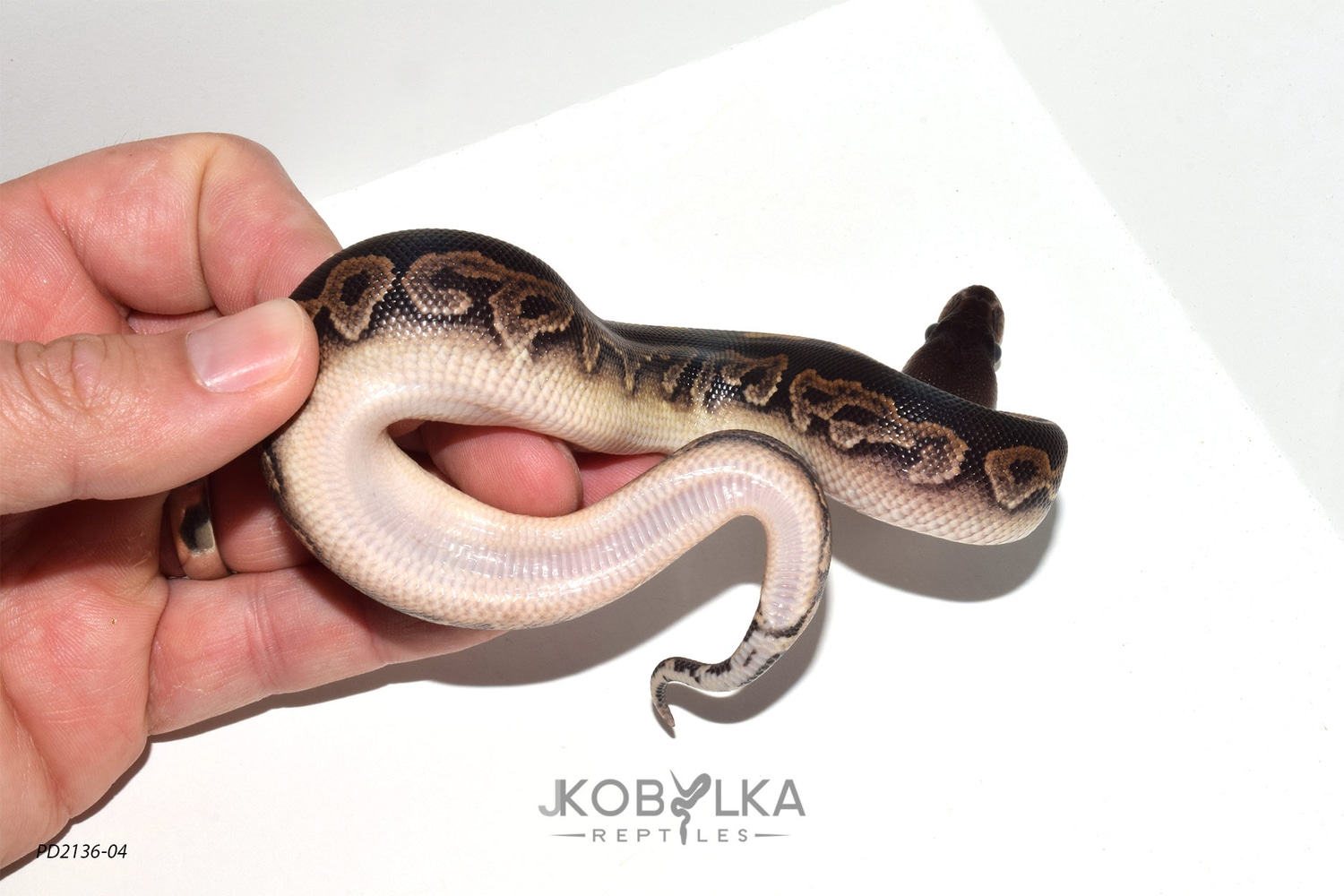 Cinnamon Mahogany Ball Python by KINOVA - MorphMarket