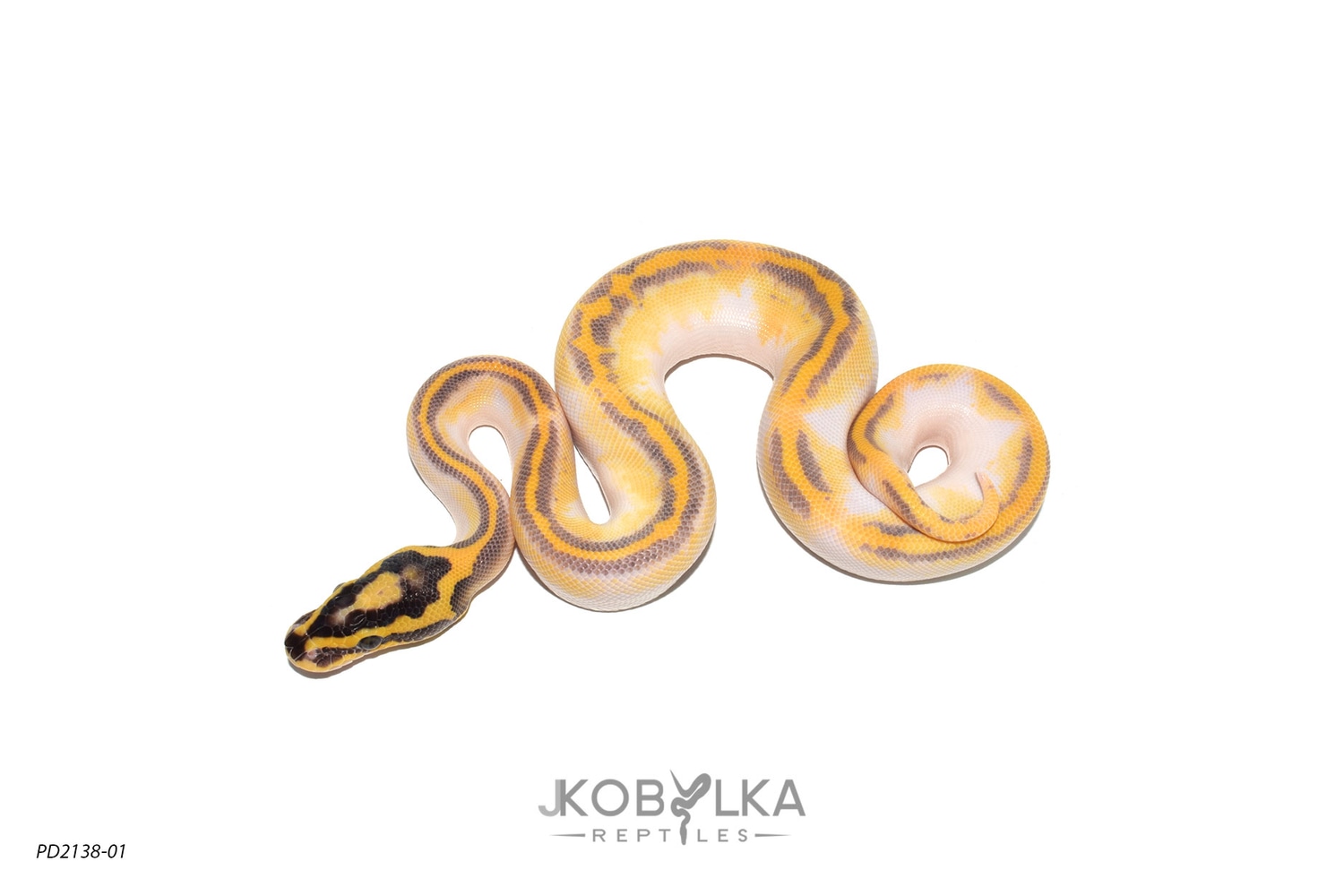 Pastel Enchi Freeway Pied Ball Python by KINOVA - MorphMarket