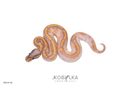 Blackhead Coral Glow Pied Ball Python by KINOVA