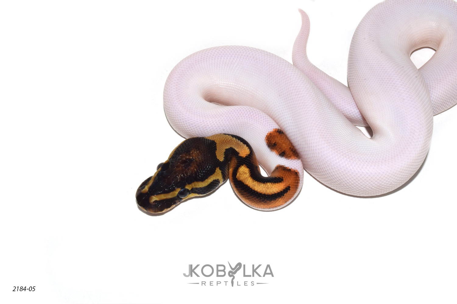Orange Dream Pied Ball Python by KINOVA - MorphMarket