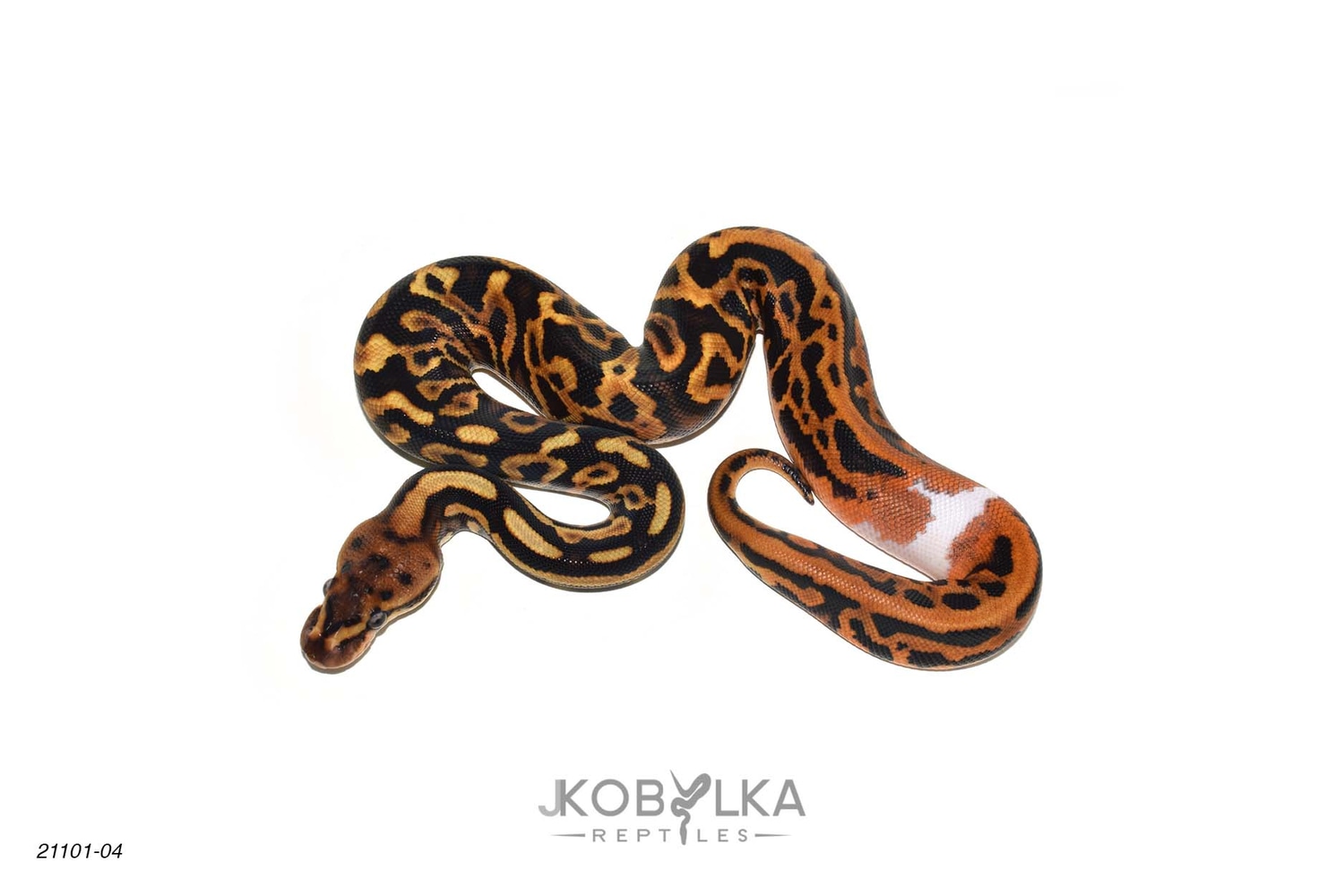 Black Pastel YB Leopard Spotnose Het Clown Ball Python by KINOVA - MorphMarket