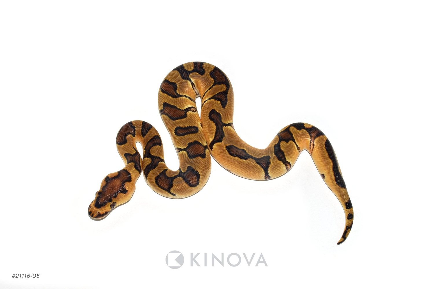 Enchi Clown Ball Python by KINOVA - MorphMarket