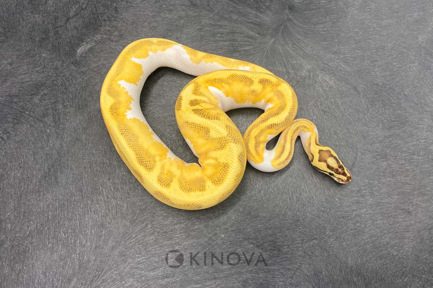 Firefly Enchi YB Pied (Probable GeneX) Ball Python by KINOVA - MorphMarket