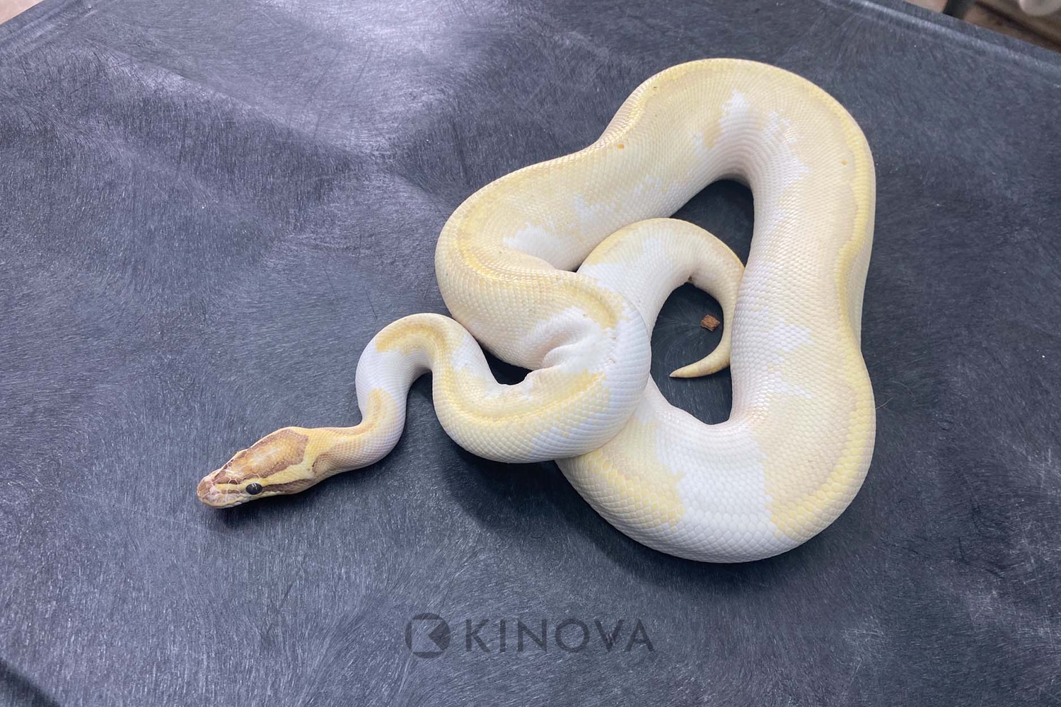 Enchi Highway Pied Ball Python by KINOVA - MorphMarket